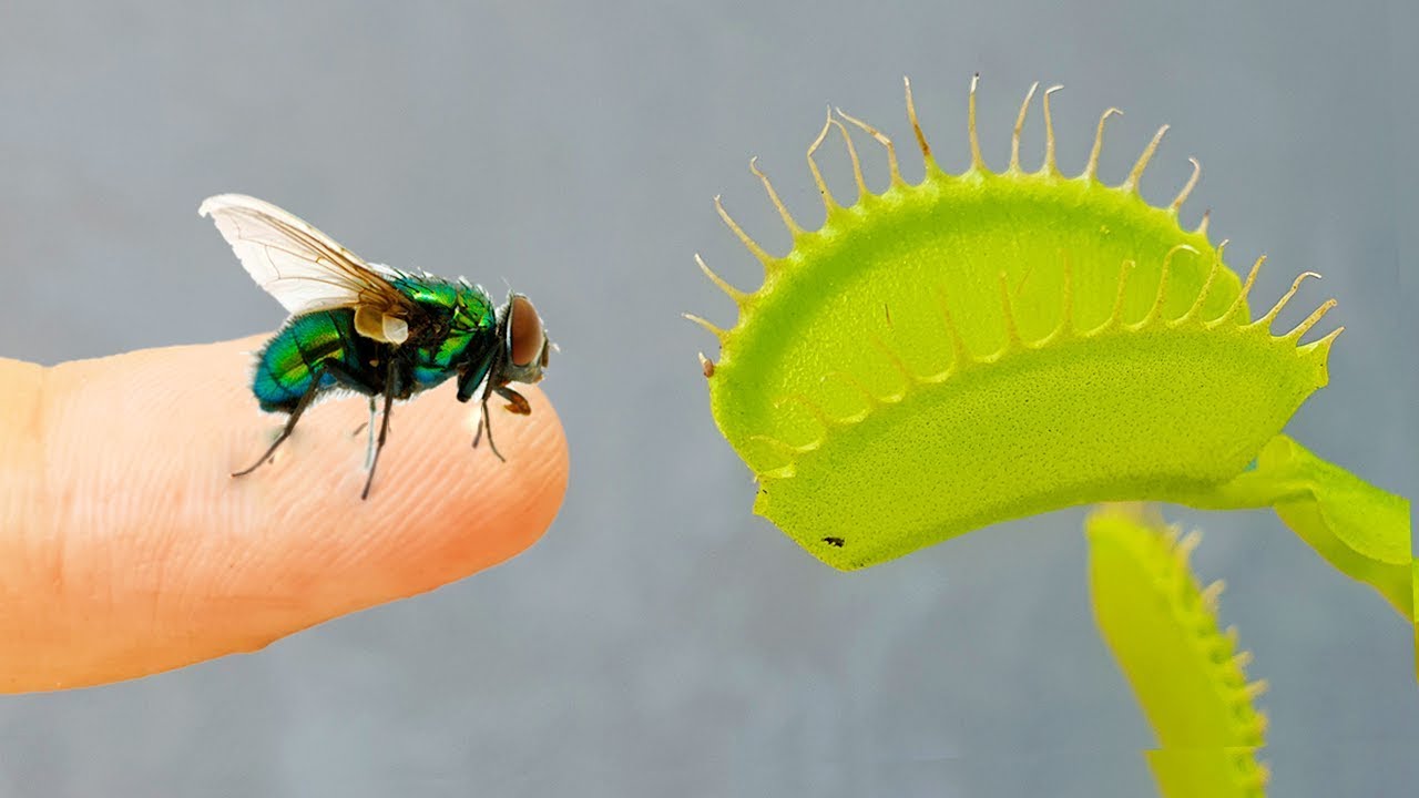 VENUS FLYTRAP vs FLY
