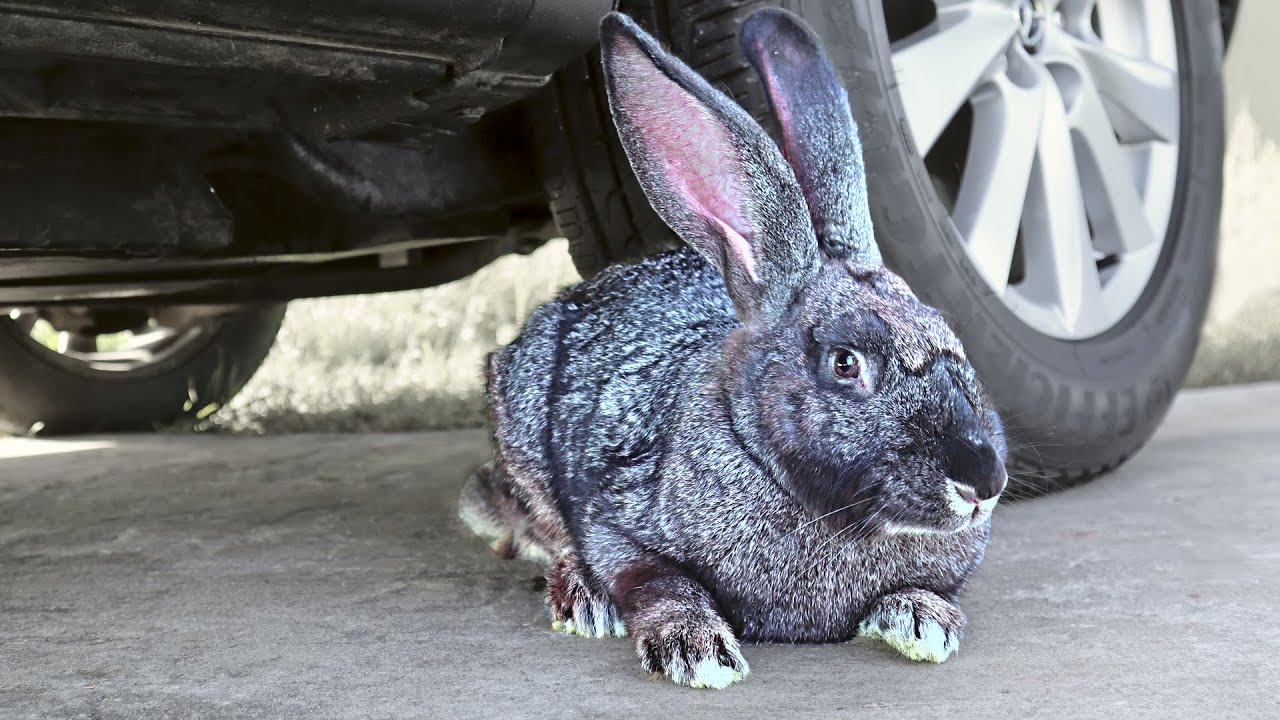 EXPERIMENT: Car vs Rabbit