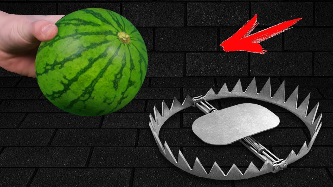 Experiment: Trap VS Watermelon